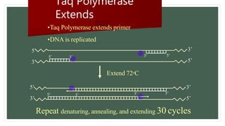 Polymerase chain reaction (pcr) | PPTX