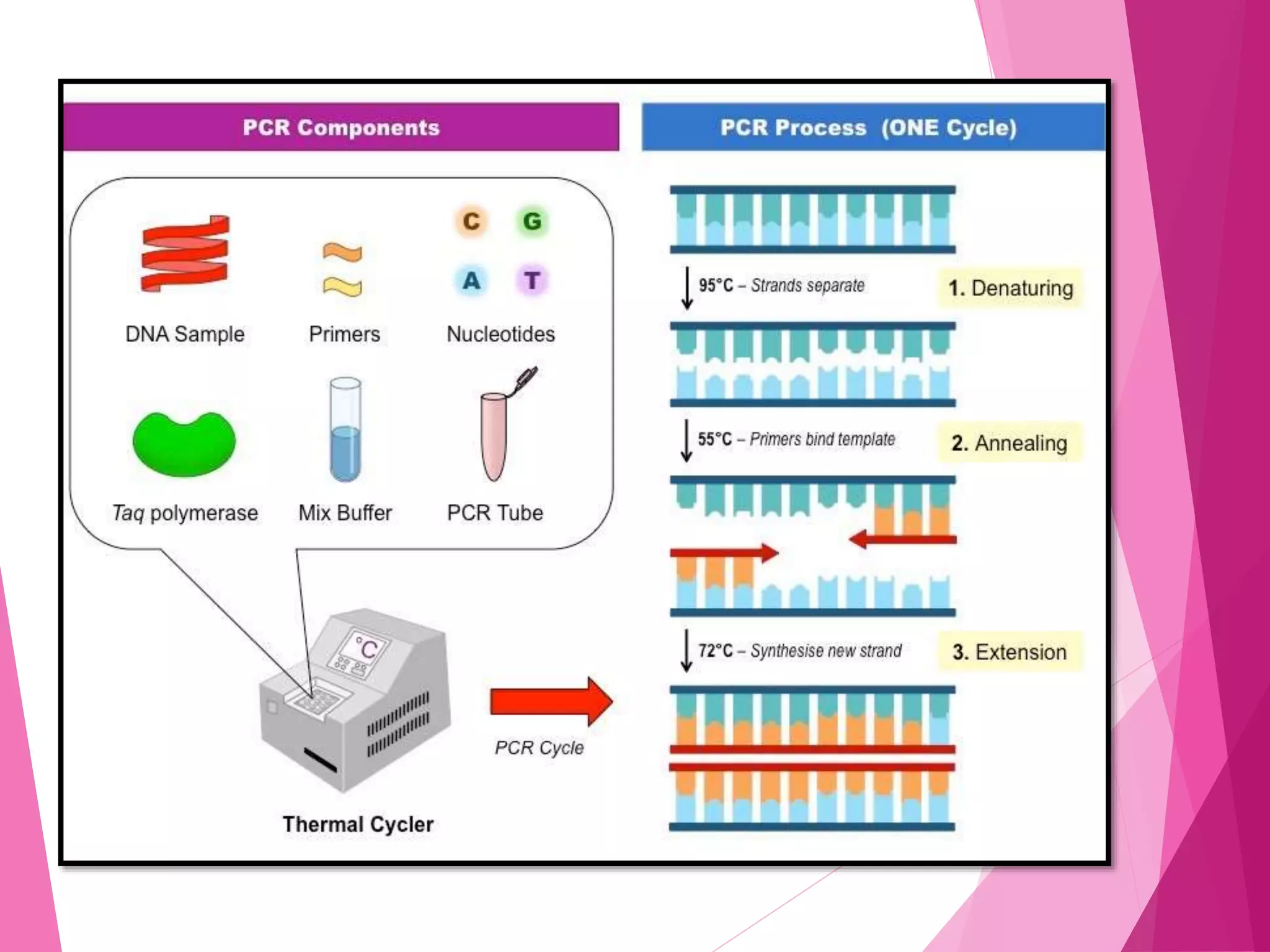Polymerase chain reaction (pcr) | PPT