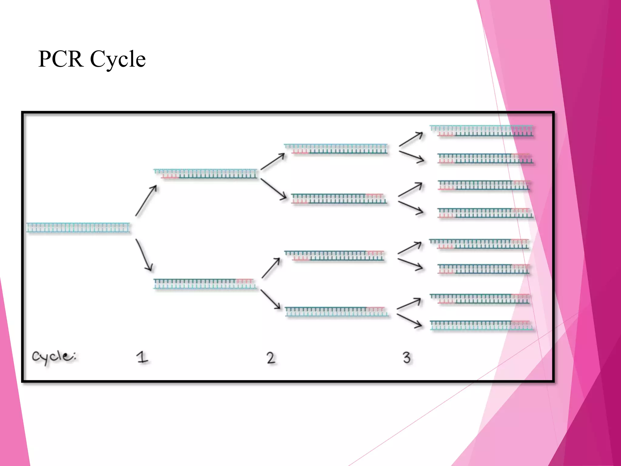 Polymerase chain reaction (pcr) | PPT