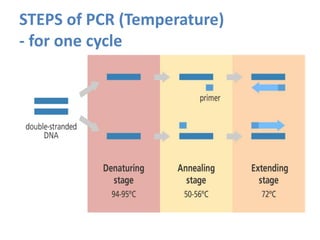 Polymerase chain reaction (PCR) | PPT