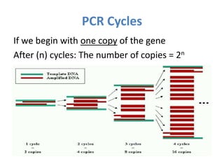Polymerase chain reaction (PCR) | PPT