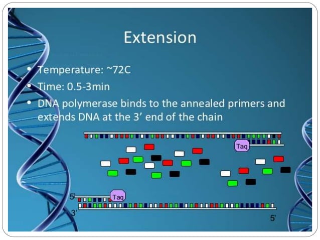 Polymerase chain reaction(pcr) | PPT