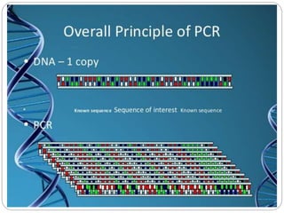 Polymerase chain reaction(pcr) | PPT