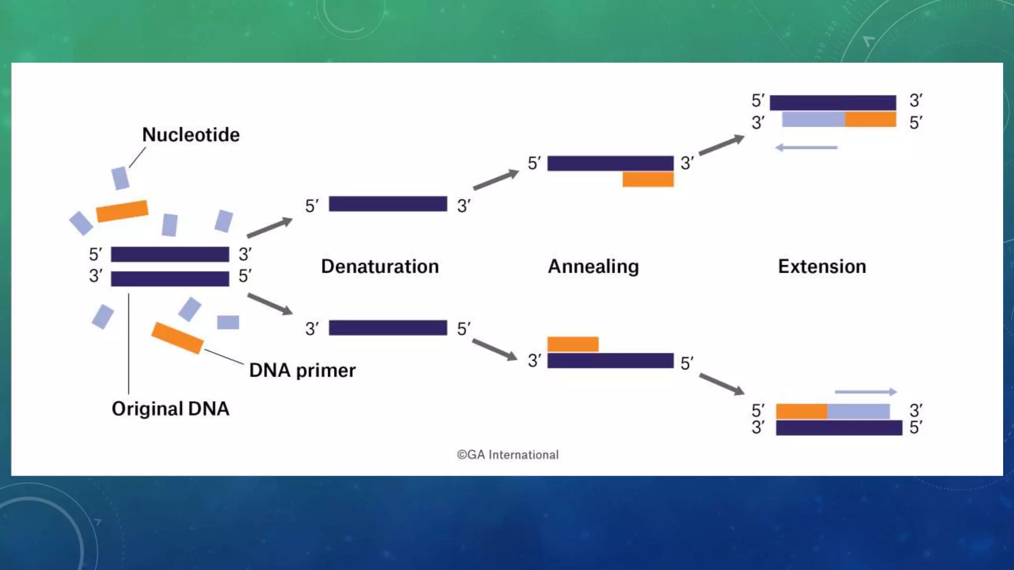 Polymerase chain reaction (pcr) | PPTX