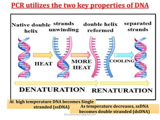 Polymerase Chain Reaction (PCR) | PPT