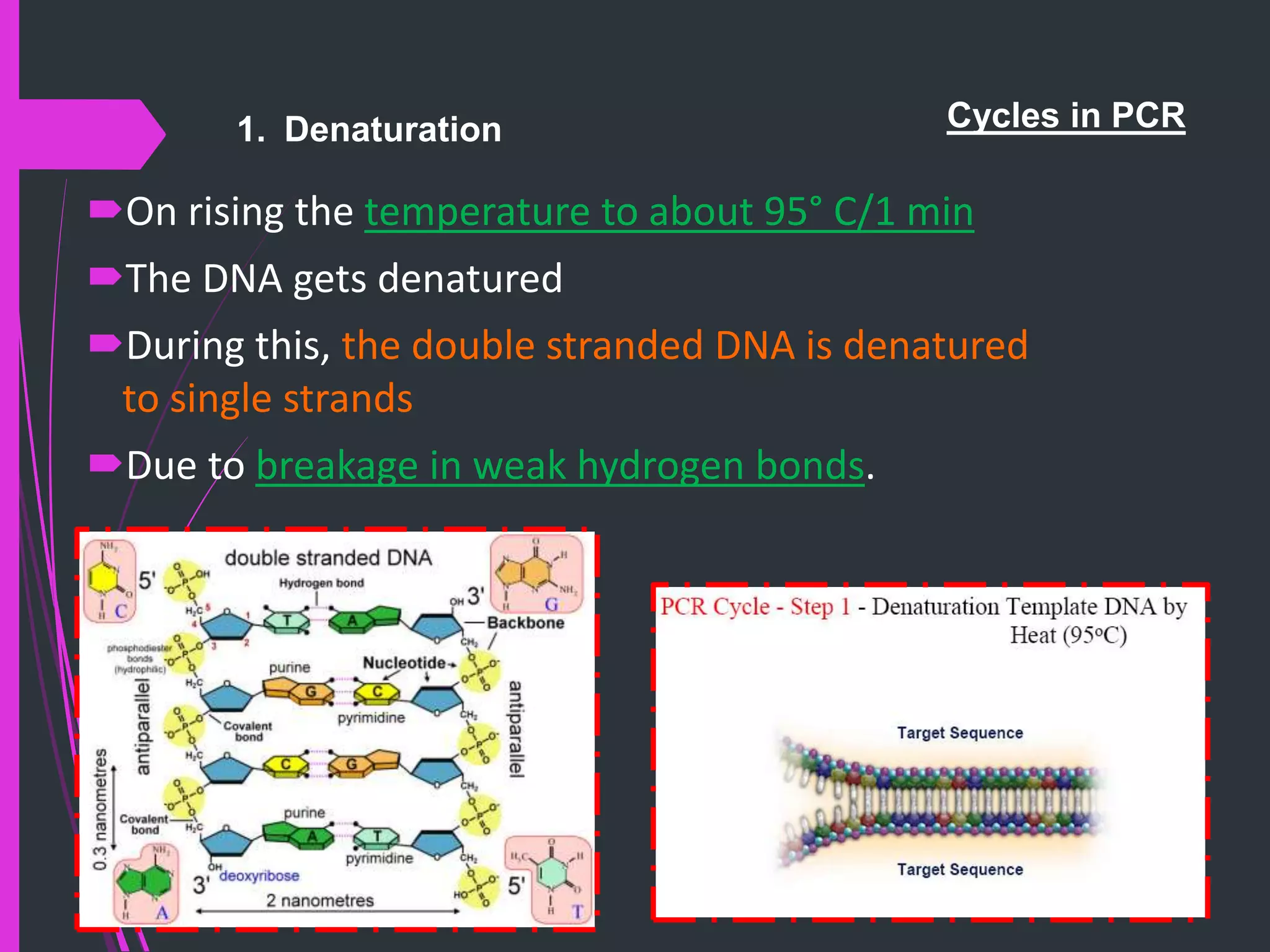 Polymerase chain reaction (pcr) | PPTX