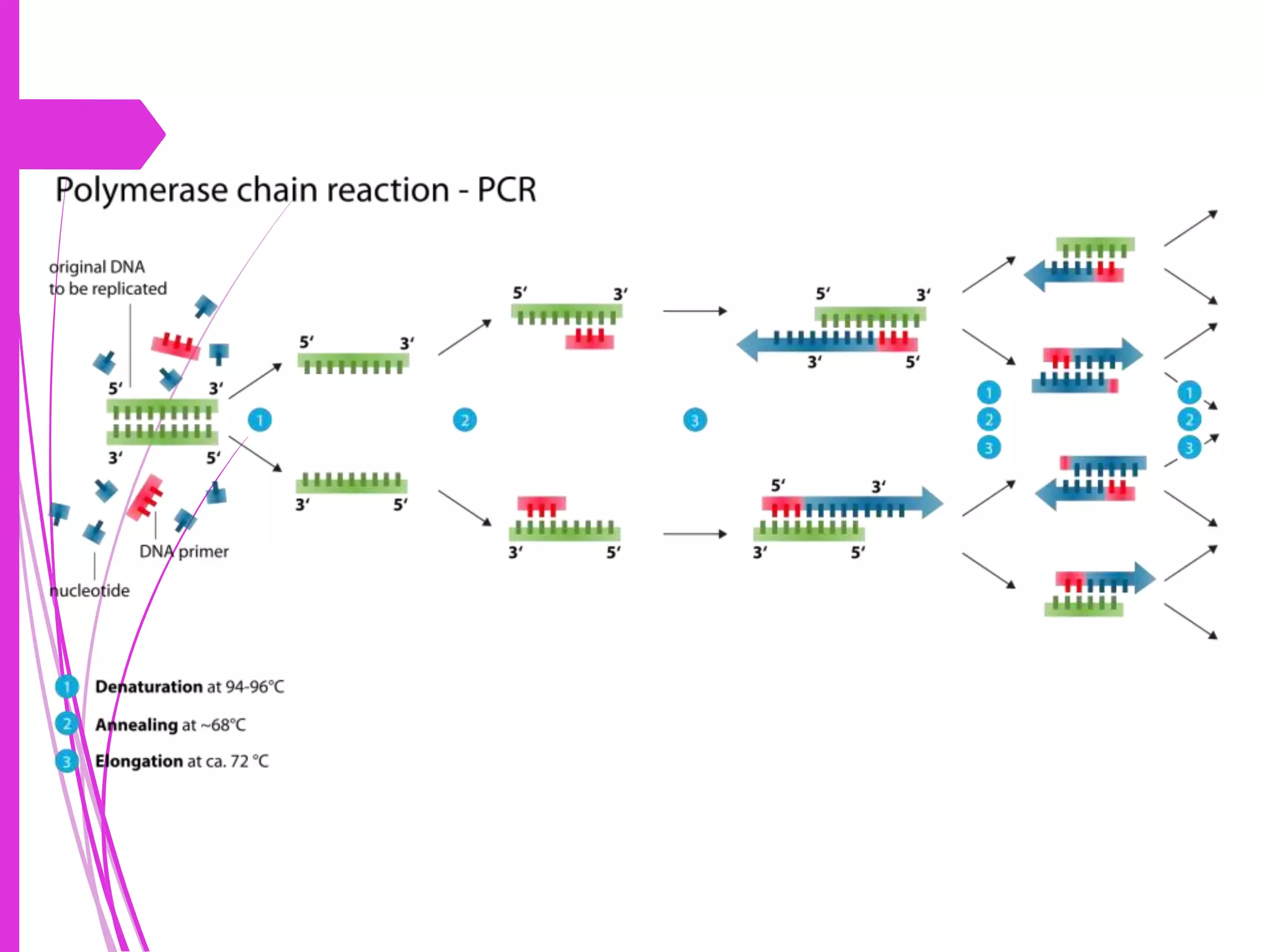 Polymerase chain reaction (pcr) | PPTX