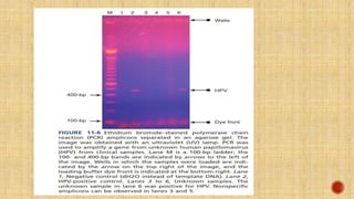 POLYMERASE CHAIN REACTION(PCR) microbiology | PPT