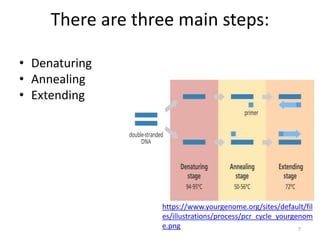 Polymerase chain reaction(PCR) presentationpptx | PPTX