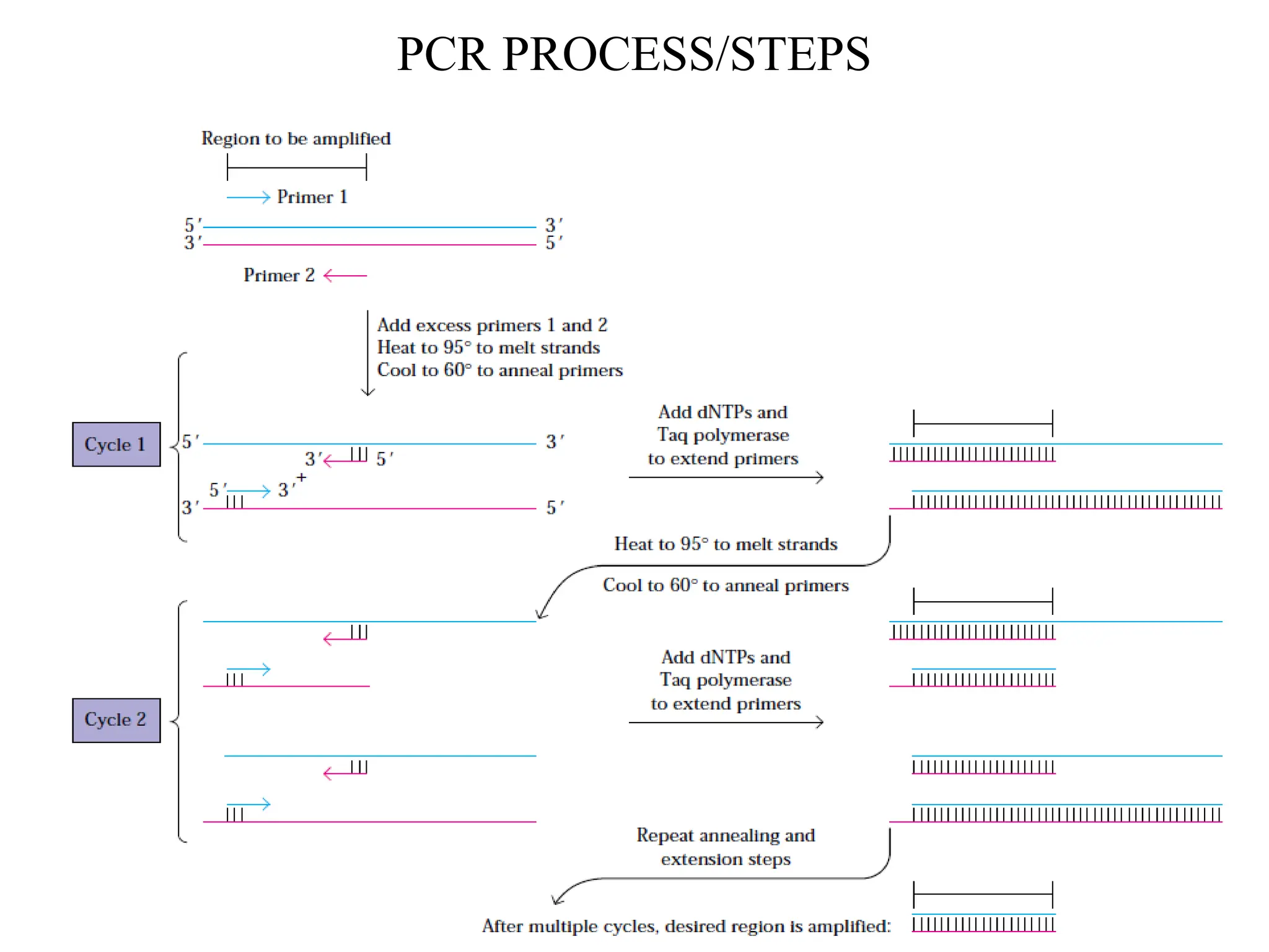 biotechnology POLYMERASE CHAIN REACTION (PCR).pptx