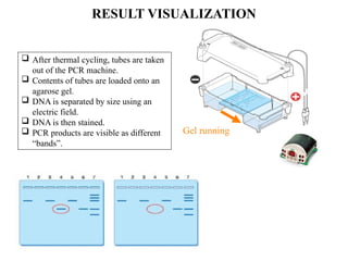 biotechnology POLYMERASE CHAIN REACTION (PCR).pptx