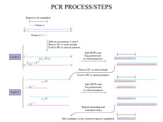 biotechnology POLYMERASE CHAIN REACTION (PCR).pptx