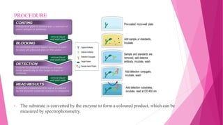 POLYMERASE CHAIN REACTION (PCR) AND ENZYME-LINKED.pptx
