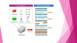 POLYMERASE CHAIN REACTION (PCR) AND ENZYME-LINKED.pptx
