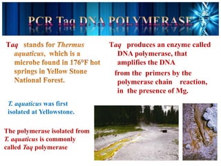Polymerase chain reaction (pcr) & its | PPT