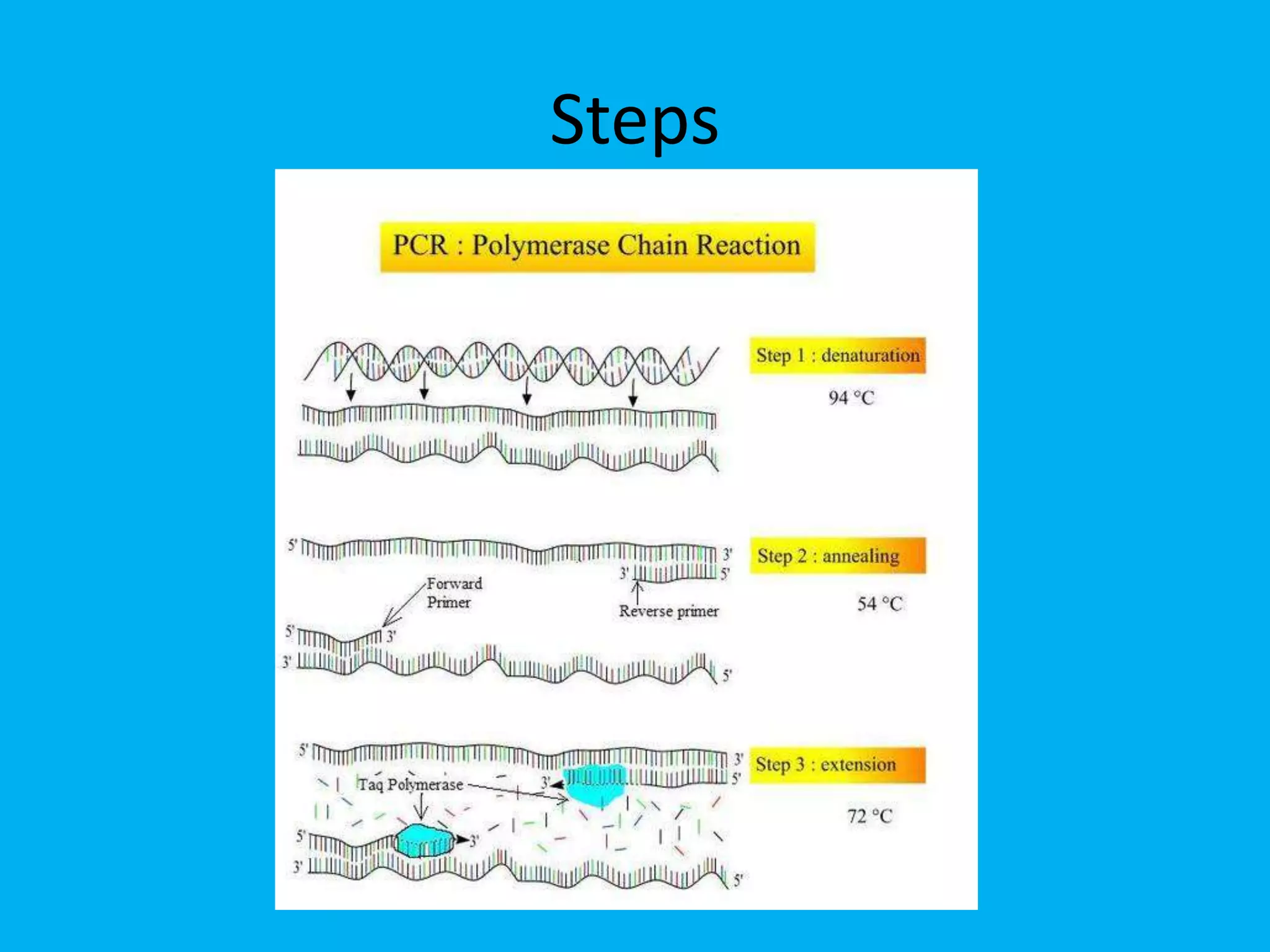 Polymerase chain reaction powerpoint | PPTX