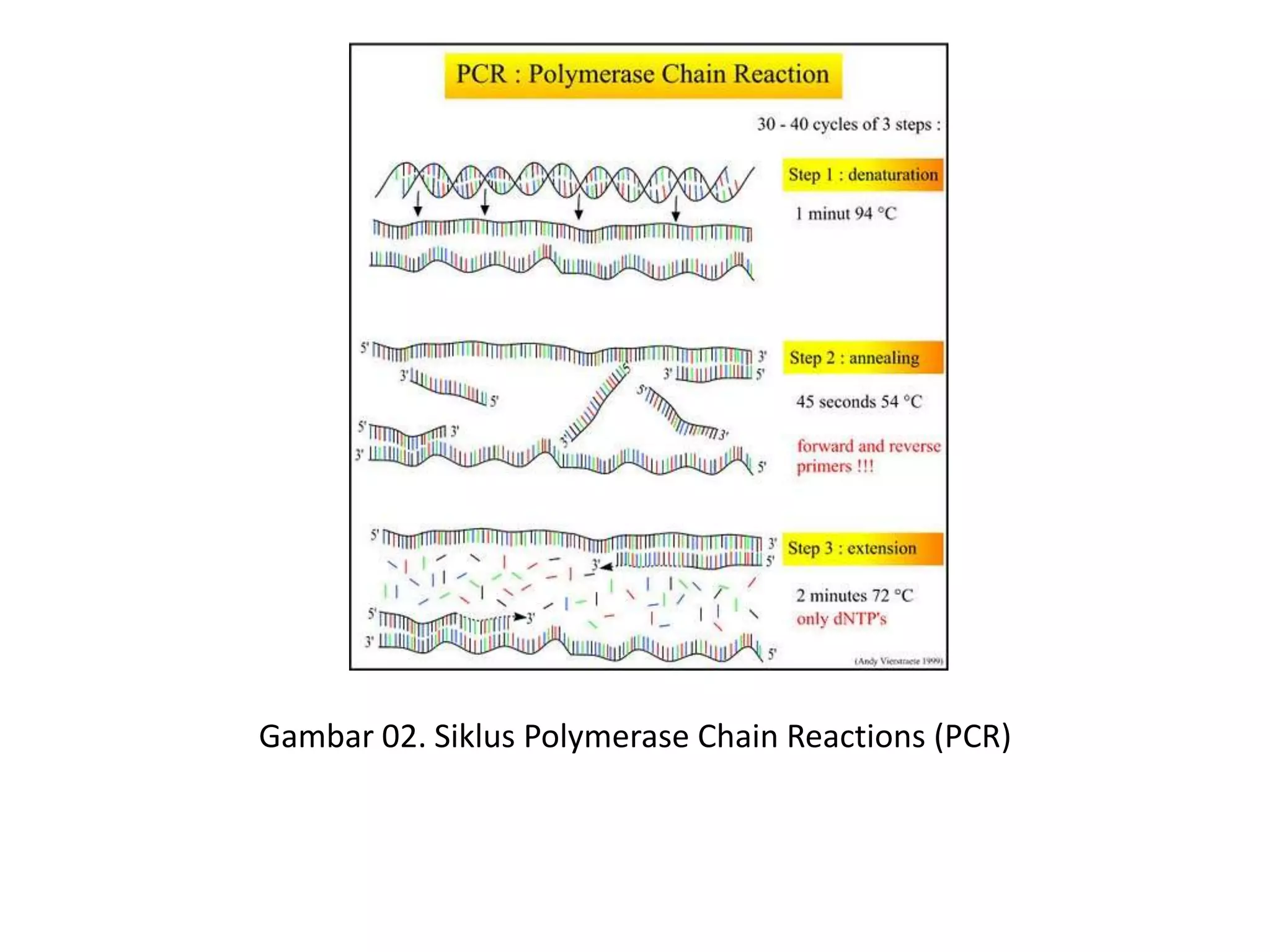 Polymerase chain reactions (pcr) | PPTX