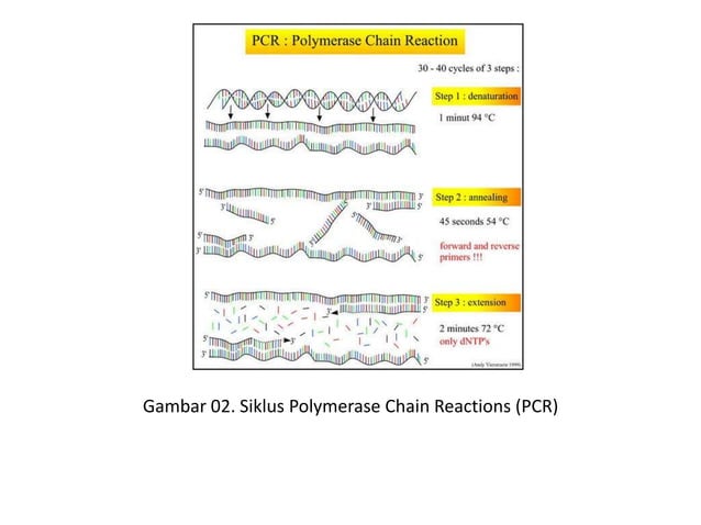 Polymerase chain reactions (pcr) | PPTX