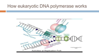 polymerase | PPTX