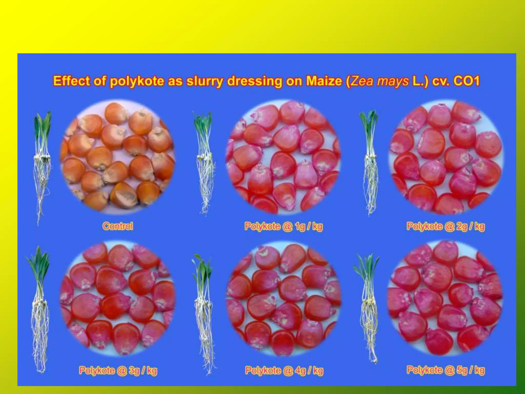 Seed Polymer Coating | PPT