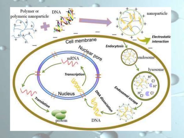 Polymers controlled delivery of therapeutic nucleic acid | PPT