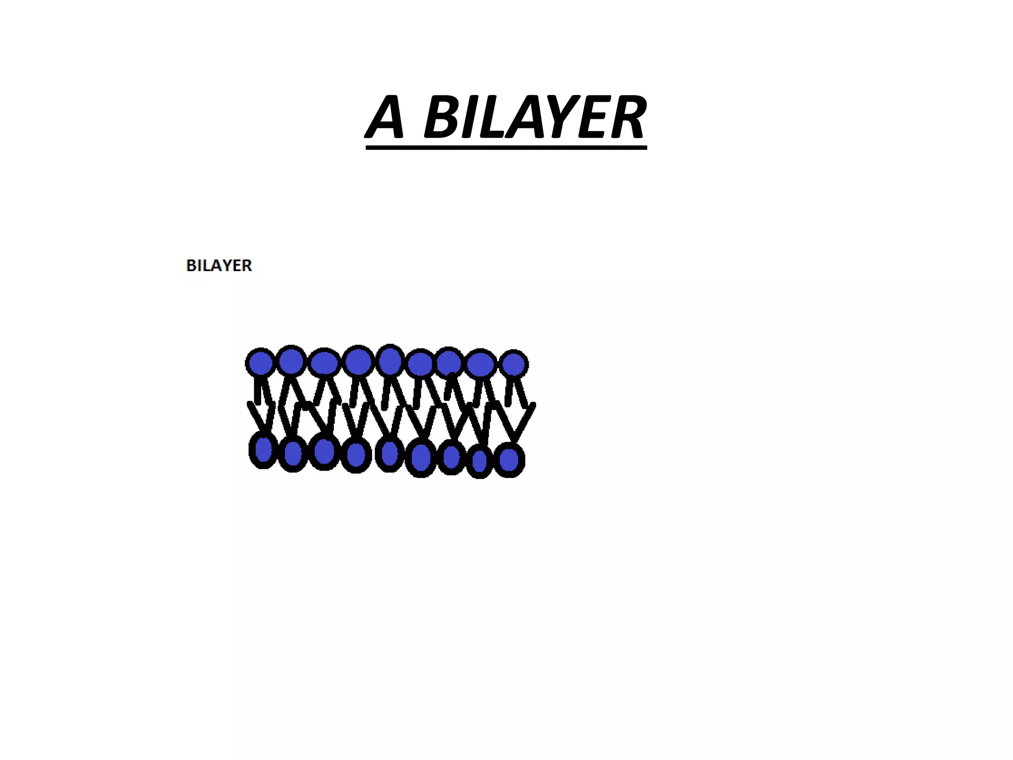 Polymorphic structures of amphiphilic molecules in aqueous solution | PPTX