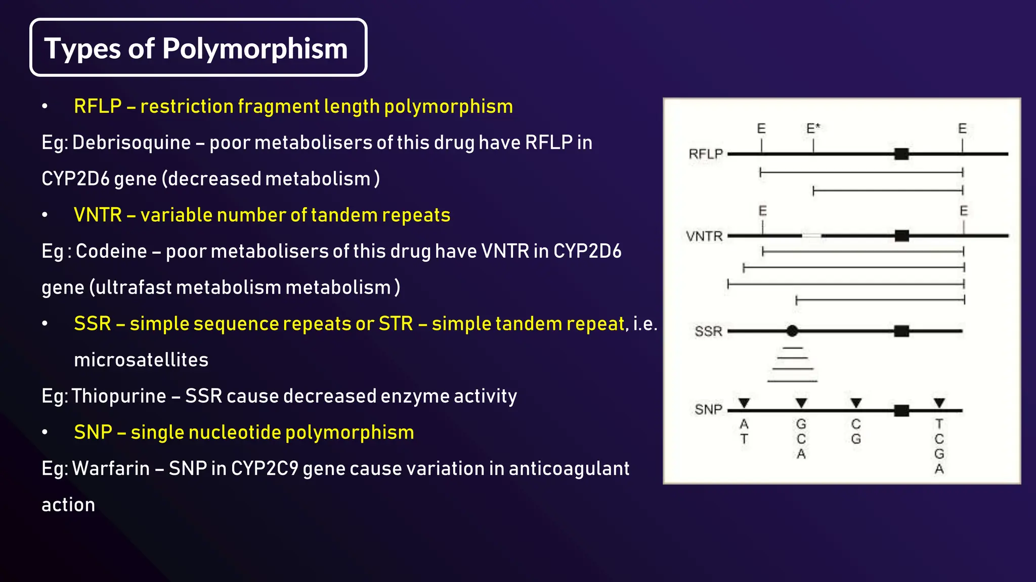 Polymorphism affecting Drug Metabolism.pptx