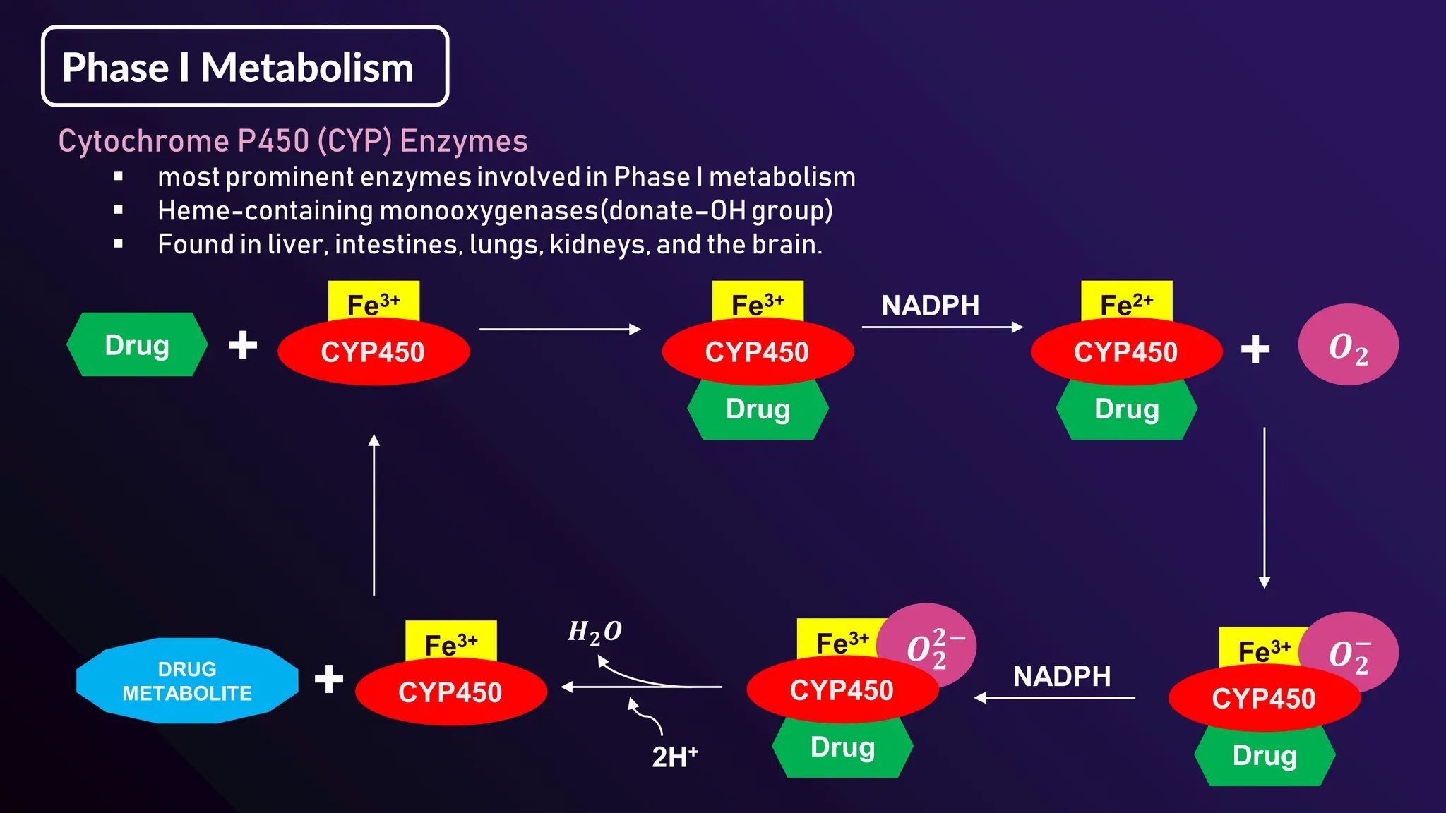Polymorphism affecting Drug Metabolism.pptx | Endocrine and Metabolic Diseases | Diseases and ...