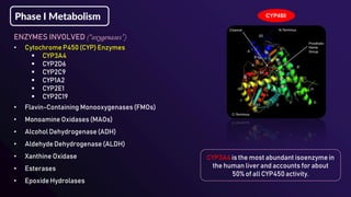Polymorphism affecting Drug Metabolism.pptx | Endocrine and Metabolic ...