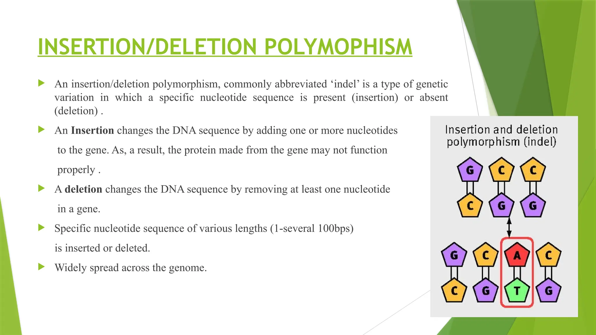 Polymorphism affecting drug metabolism.pptx