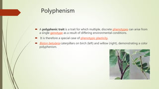 Polymorphism and polyphenism | PPTX