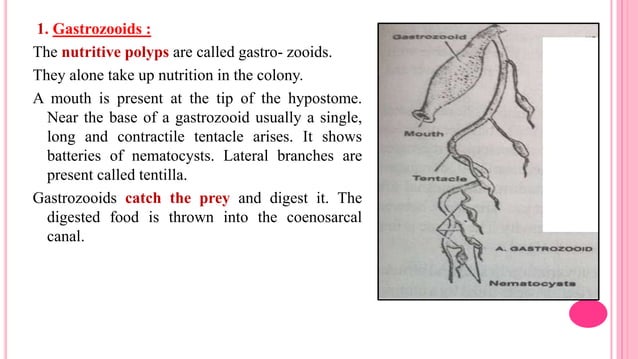 POLYMORPHISM (EM).pptx