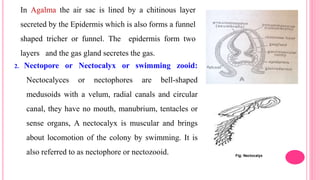 POLYMORPHISM (EM).pptx