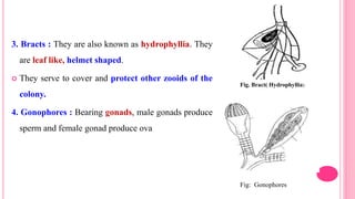 POLYMORPHISM (EM).pptx
