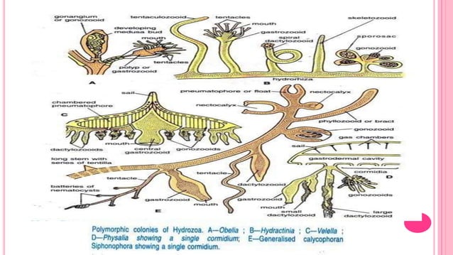 POLYMORPHISM (EM).pptx