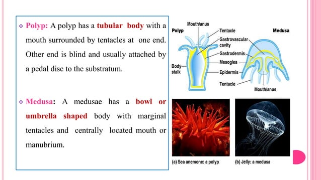 POLYMORPHISM (EM).pptx