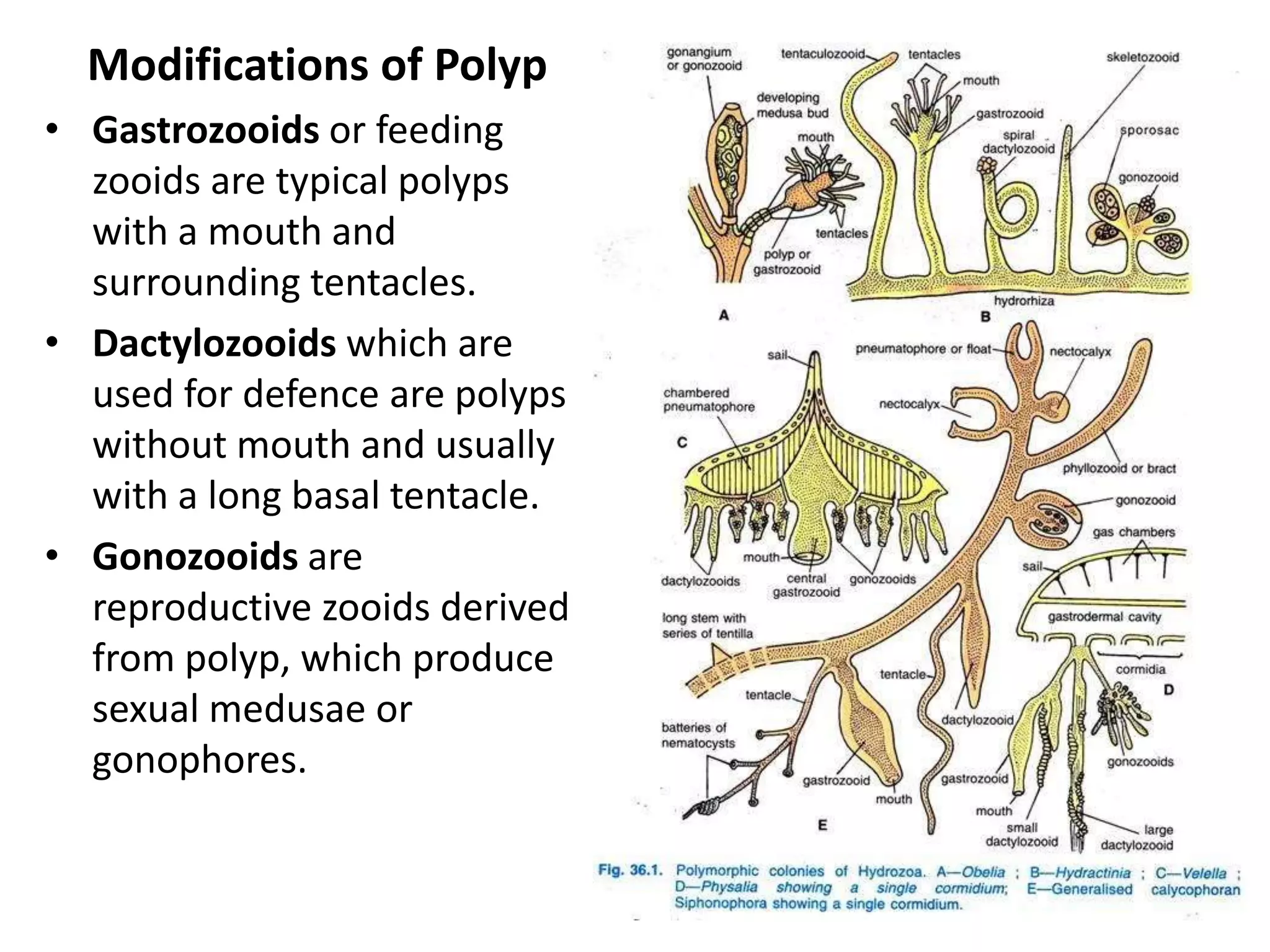 Polymorphism in coelenterata | PPTX