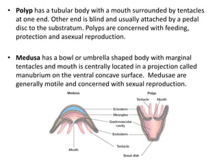 Polymorphism in coelenterata | PPTX