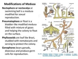 Polymorphism in coelenterata | PPTX