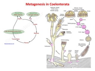 Coelenterates Examples