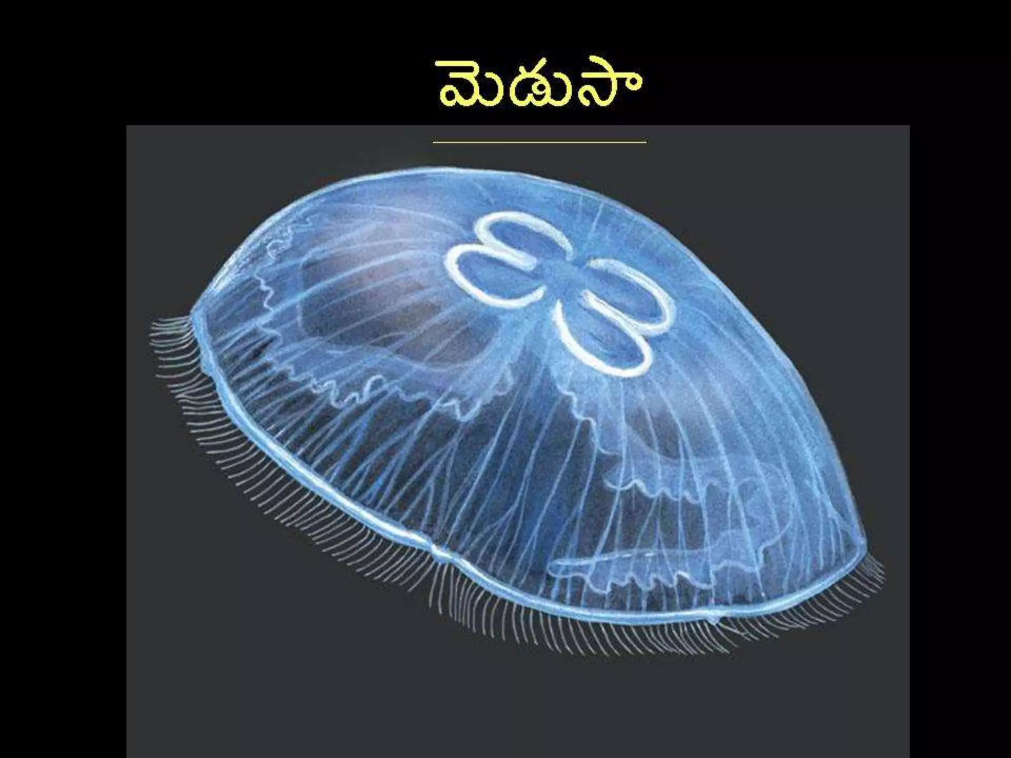 Polymorphism in coelenterates | PPTX