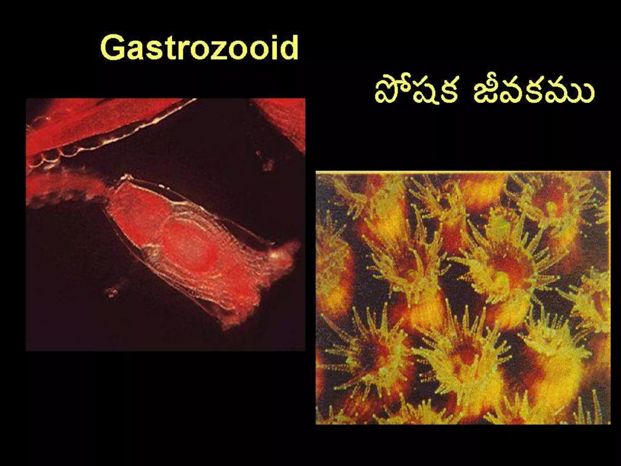 Polymorphism in coelenterates | PPTX