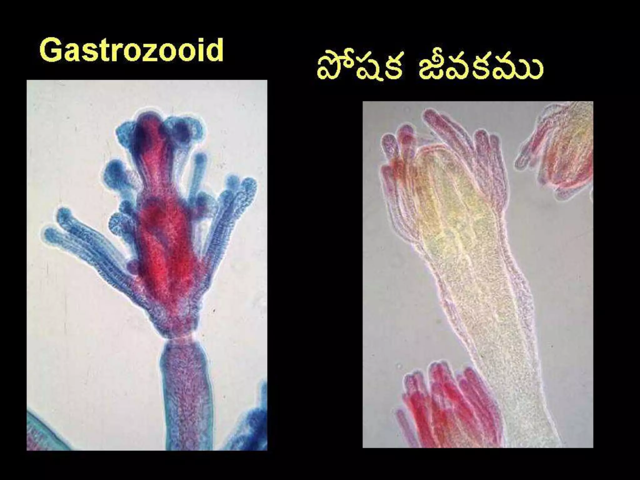 Polymorphism in coelenterates | PPTX