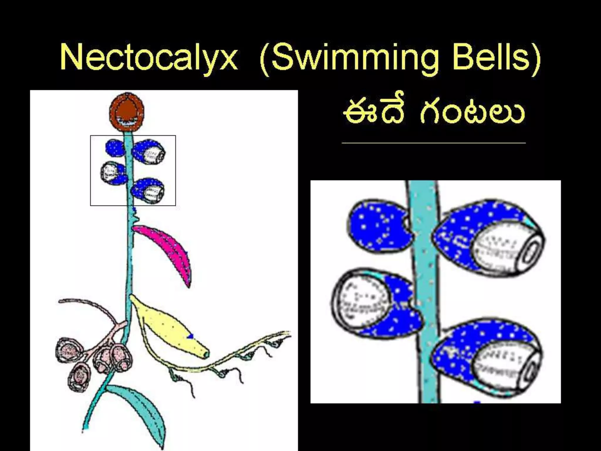 Polymorphism in coelenterates | PPTX