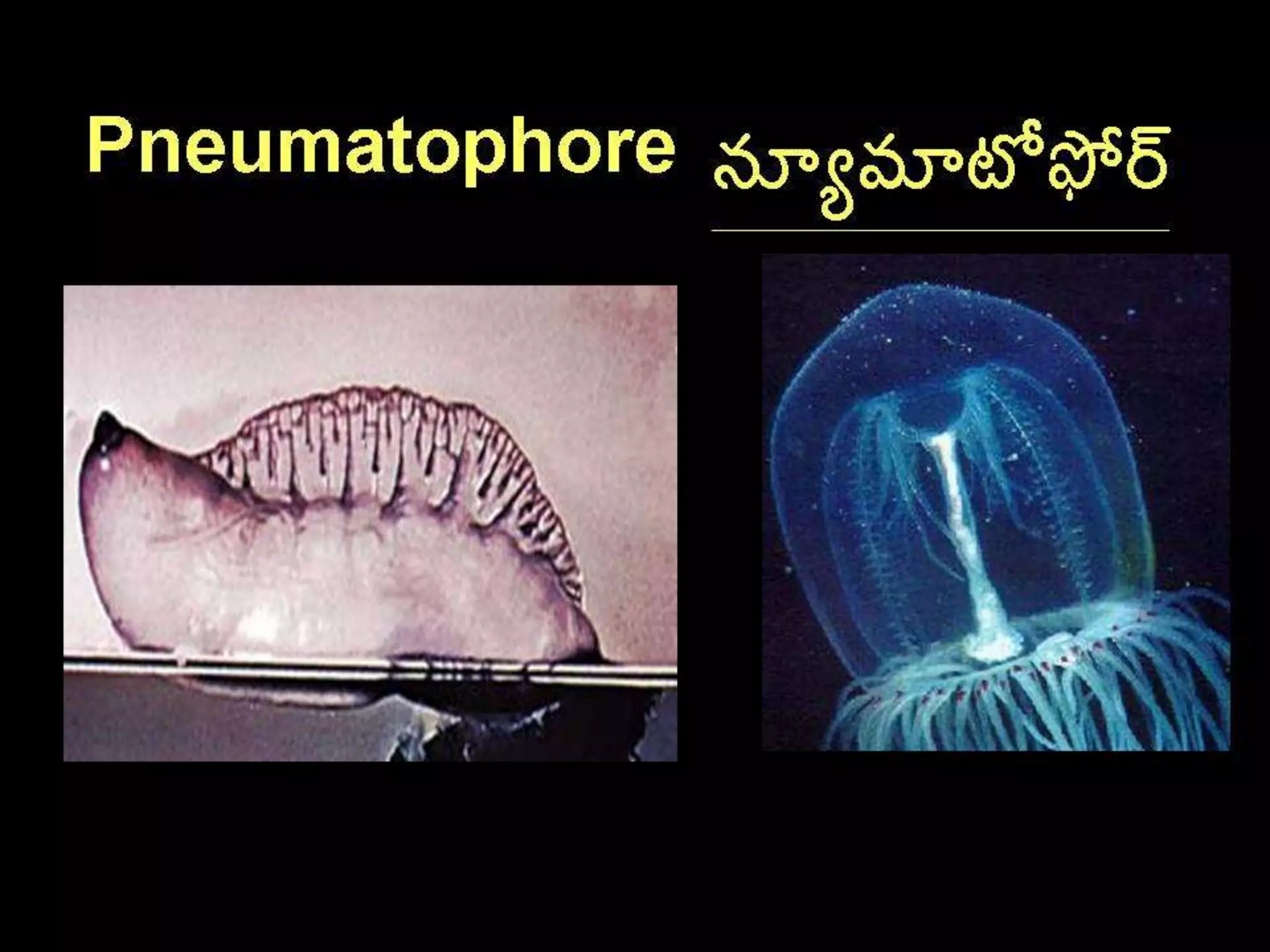 Polymorphism in coelenterates | PPTX