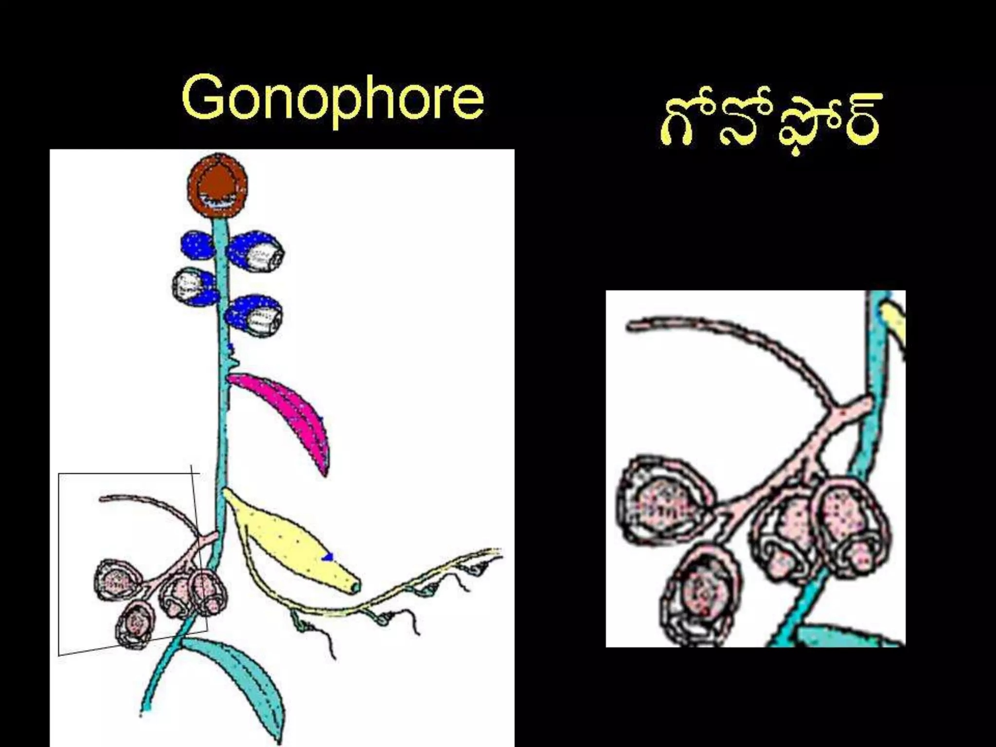Polymorphism in coelenterates | PPTX