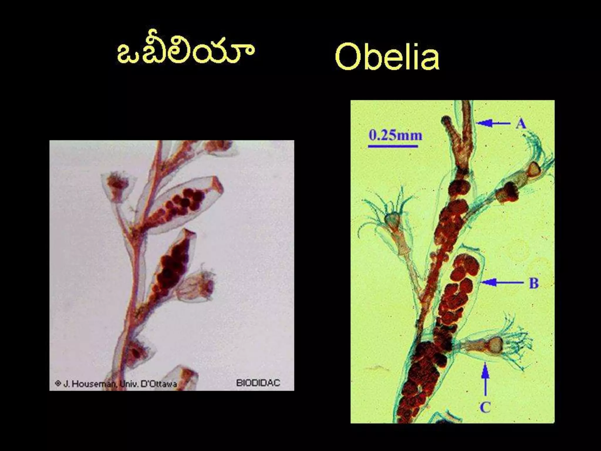 Polymorphism in coelenterates | PPTX