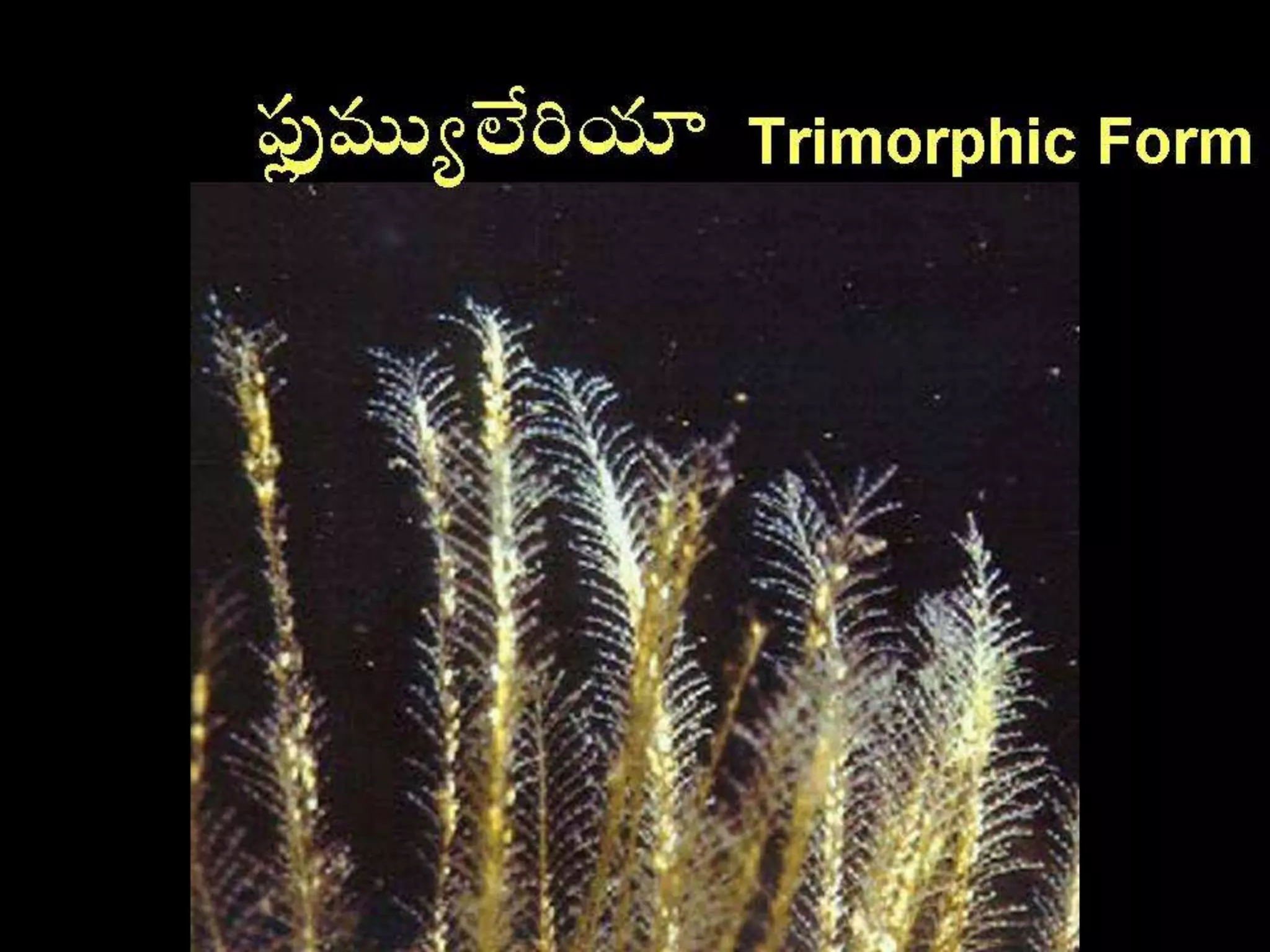 Polymorphism in coelenterates | PPTX