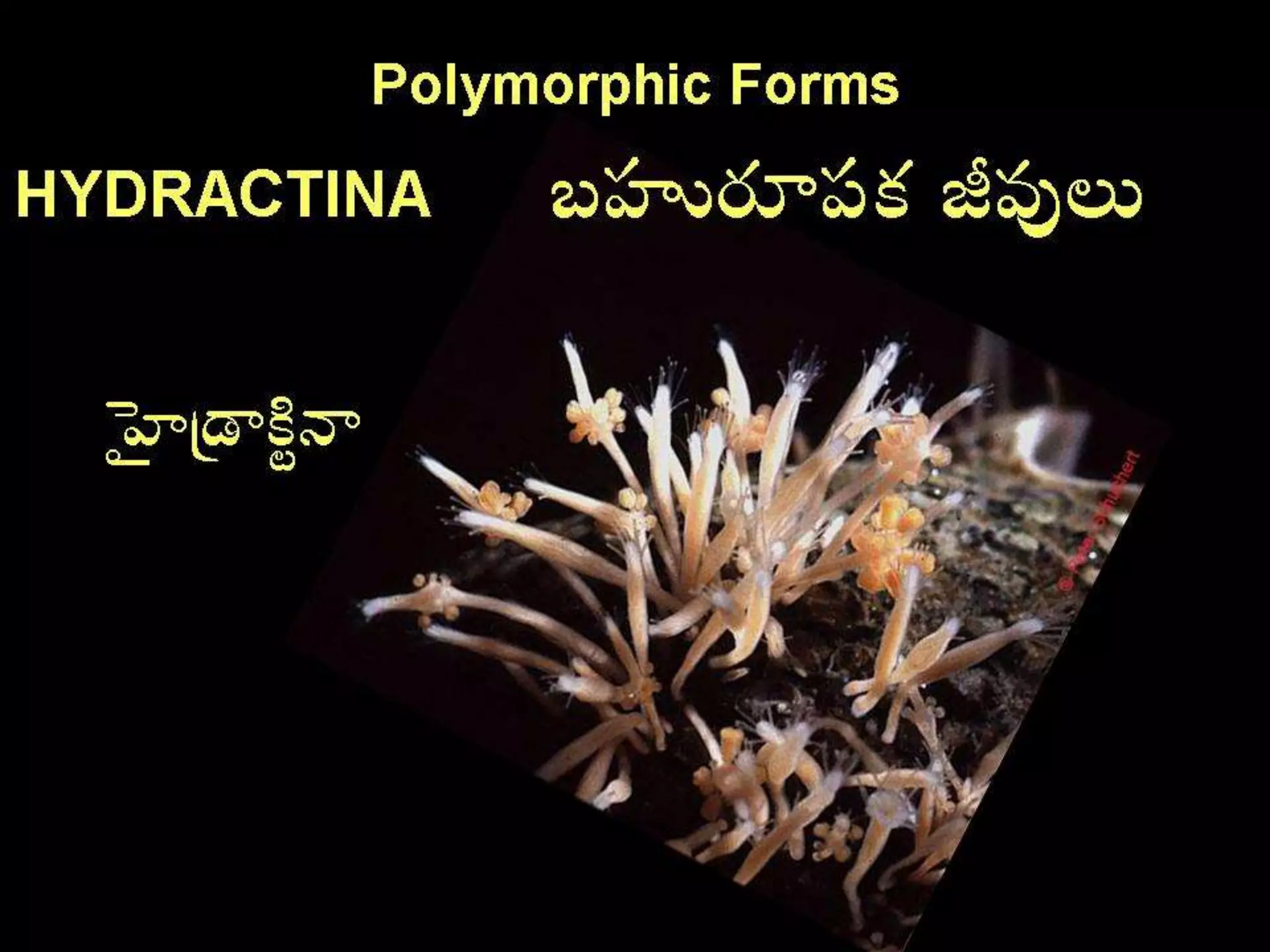 Polymorphism in coelenterates | PPTX