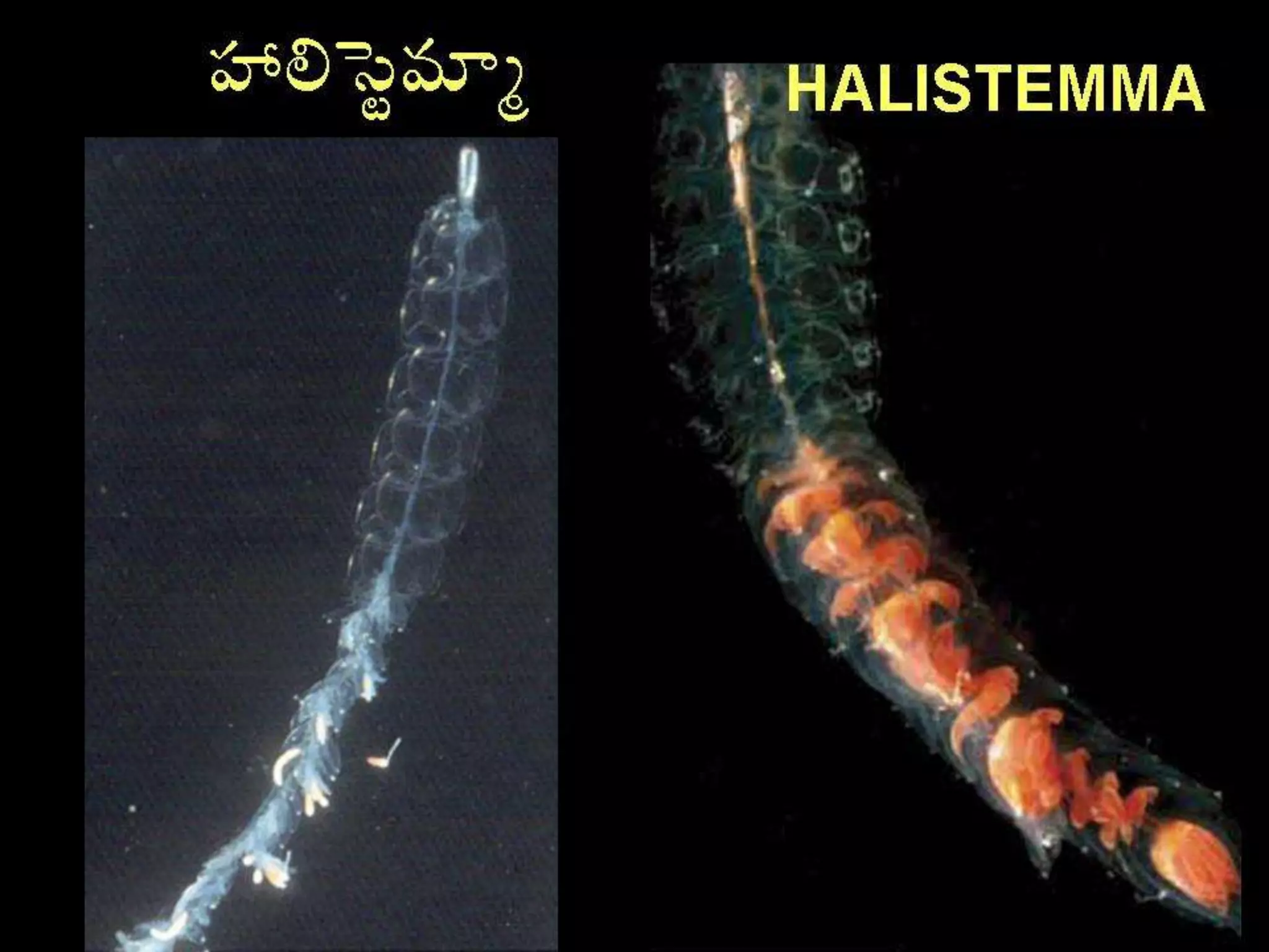 Polymorphism in coelenterates | PPTX